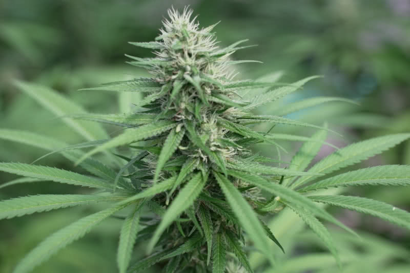20 Best Low - THC Cannabis Strains to Grow: Seed Guide - Mold Resistant ...