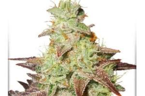 20 Best Short Weed Strains to Grow in Small Spaces - Mold Resistant Strains