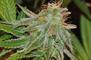 23 Best Haze Strains of Weed to Grow: Seed Guide - Mold Resistant Strains