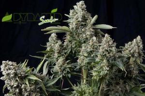 The Best Ethos Genetics Seeds: Strain Guide - Mold Resistant Strains