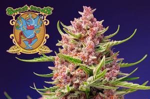 Top 10 Best Mephisto Genetics Seeds: Strain Guide - Mold Resistant Strains
