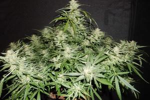 18 New Strains for 2018 - Mold Resistant Strains
