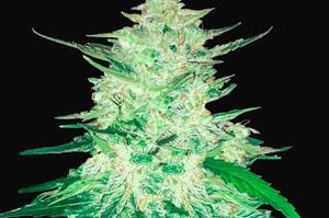 20 Best Low - THC Cannabis Strains to Grow: Seed Guide - Mold Resistant ...
