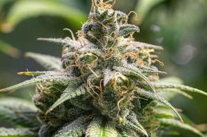 23 Best Haze Strains of Weed to Grow: Seed Guide - Mold Resistant Strains