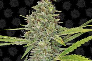 23 Best Haze Strains of Weed to Grow: Seed Guide - Mold Resistant Strains