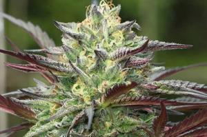 20 Best Cookies Strains of Weed: Seed Guide - Mold Resistant Strains