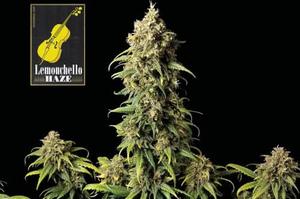 23 Best Haze Strains of Weed to Grow: Seed Guide - Mold Resistant Strains