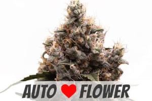 Top 25 Best ILGM Seeds: Strain Guide - Mold Resistant Strains