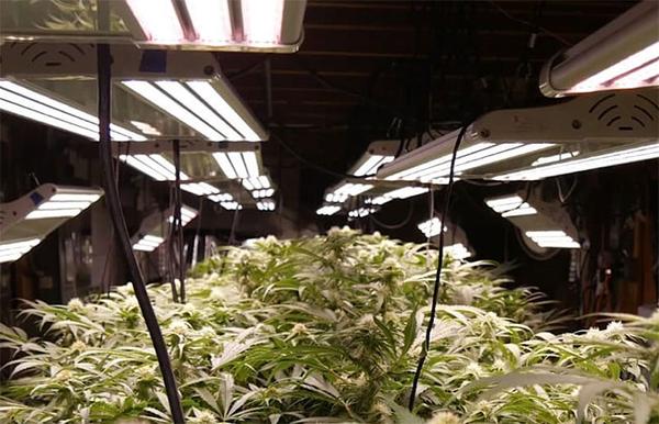 Are These Not - So - Cheap LED Grow Lights Even Worth The Price ...
