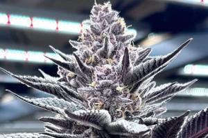 26 New Weed Strains for 2026 - Mold Resistant Strains