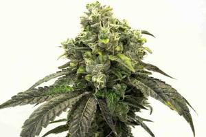 23 Best Haze Strains of Weed to Grow: Seed Guide - Mold Resistant Strains