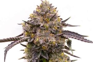 22 Best Purple Cannabis Strains to Grow from Seed - Mold Resistant Strains