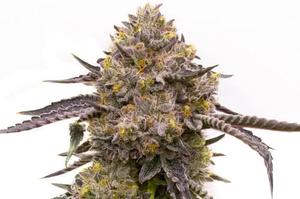 20 Best American Strains of Marijuana: Seed Guide - Mold Resistant Strains