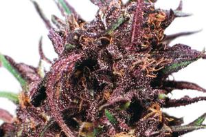 22 Best Purple Cannabis Strains to Grow from Seed - Mold Resistant Strains