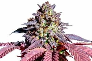 22 Best Purple Cannabis Strains to Grow from Seed - Mold Resistant Strains