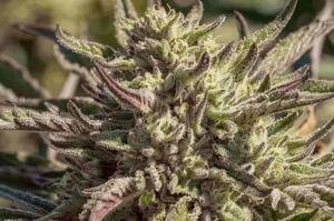 The Best Atlas Seed Genetics: Strain Guide - Mold Resistant Strains