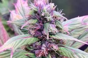 Mutant Cannabis: 16 Weirdest Strains to Grow from Seed - Mold Resistant ...
