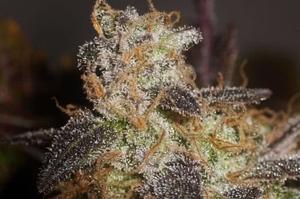 23 Best Haze Strains of Weed to Grow: Seed Guide - Mold Resistant Strains