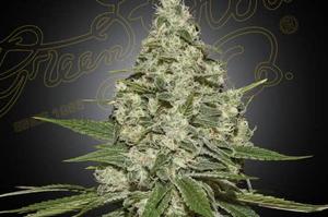 23 Best Haze Strains of Weed to Grow: Seed Guide - Mold Resistant Strains