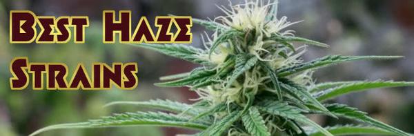 23 Best Haze Strains of Weed to Grow: Seed Guide - Mold Resistant Strains
