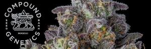 The Best Compound Genetics Seeds: Strain Guide - Mold Resistant Strains