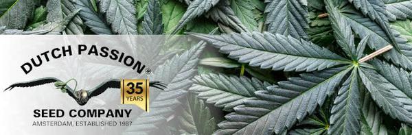 The Best Dutch Passion Seeds: Strain Guide - Mold Resistant Strains