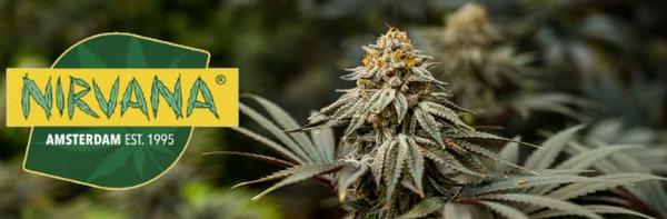The Best Nirvana Seeds Genetics: Strain Guide - Mold Resistant Strains