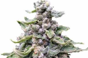20 Best Cookies Strains of Weed: Seed Guide - Mold Resistant Strains