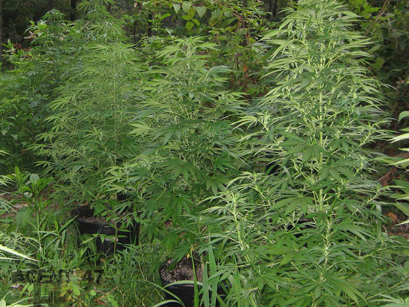 Super Dank Weed Plants