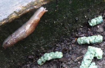 Most Effective Slug Baits To Kill Garden Slugs & Snails (Organic ...