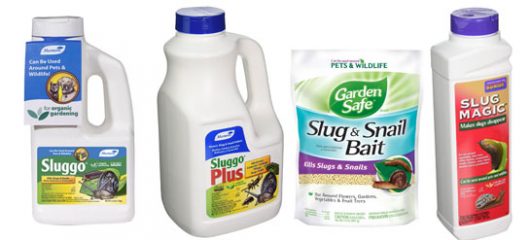 Most Effective Slug Baits To Kill Garden Slugs & Snails (Organic ...