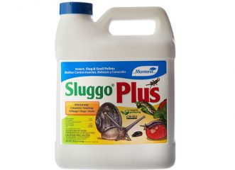 Most Effective Slug Baits To Kill Garden Slugs & Snails (Organic ...