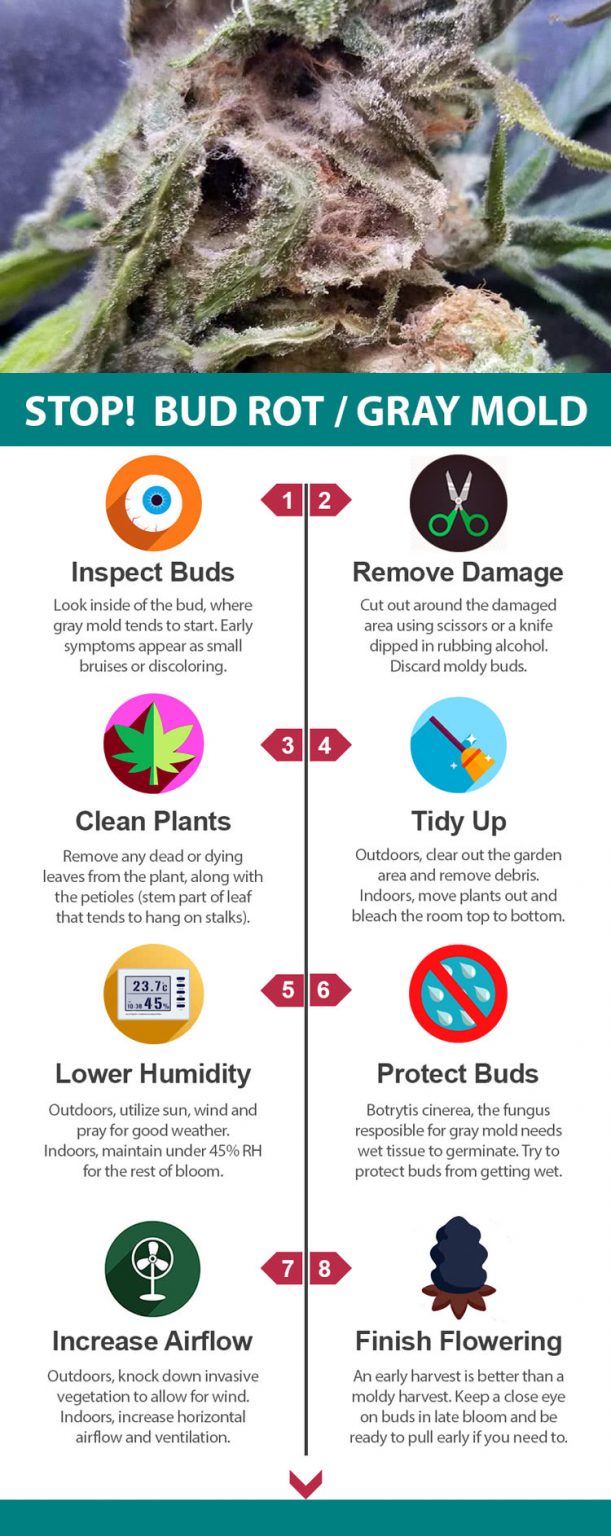 How to Stop Botrytis on Cannabis (Bud Rot, Gray Mold) - Mold Resistant ...