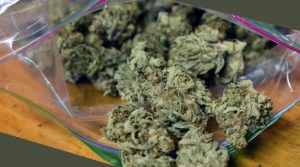 Best Scales for Weed + Weight Measurement Charts - Mold Resistant Strains