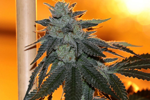 20 New Marijuana Strains for 2020 | Mold Resistant Strains
