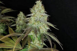The Best Cali Connection Seeds: Strain Guide - Mold Resistant Strains