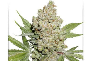 The Best Dutch Passion Seeds: Strain Guide - Mold Resistant Strains