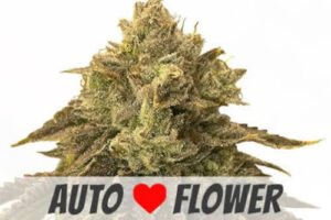 Top 25 Best ILGM Seeds: Strain Guide - Mold Resistant Strains