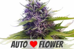 Top 25 Best ILGM Seeds: Strain Guide - Mold Resistant Strains