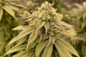 The Best Cali Connection Seeds: Strain Guide - Mold Resistant Strains