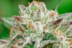 The Best Atlas Seed Genetics: Strain Guide - Mold Resistant Strains