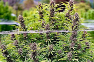 20 Best Mold Resistant Cannabis Strains: Seed Guide - Mold Resistant Strains