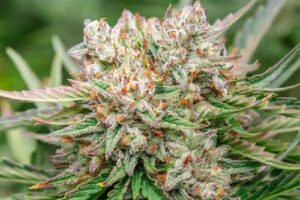 The Best Atlas Seed Genetics: Strain Guide - Mold Resistant Strains