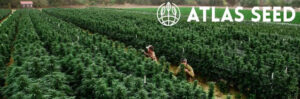 The Best Atlas Seed Genetics: Strain Guide - Mold Resistant Strains