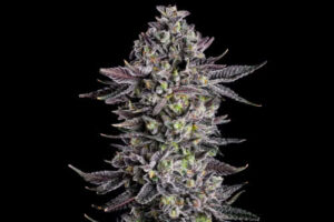 20 Best Weed Strains 2024: Genetics Guide - Mold Resistant Strains