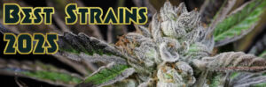 20 Best Weed Strains 2025 - Mold Resistant Strains