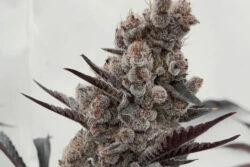 The Best Solfire Gardens Seeds: Strain Guide - Mold Resistant Strains