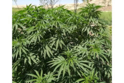 Indica vs. Sativa Cannabis: Uncovering the Truth - Mold Resistant Strains