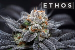 Weed Blog - Mold Resistant Strains