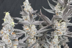 The Best Solfire Gardens Seeds: Strain Guide - Mold Resistant Strains